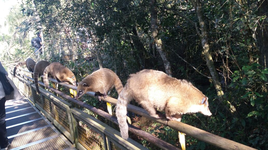 Imagem do dia 2: um “varal” de quatis nas Cataratas do Iguaçu - Não viu?