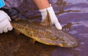 Saiba quais são as 10 espécies de peixes mais abundantes no Lago de ...