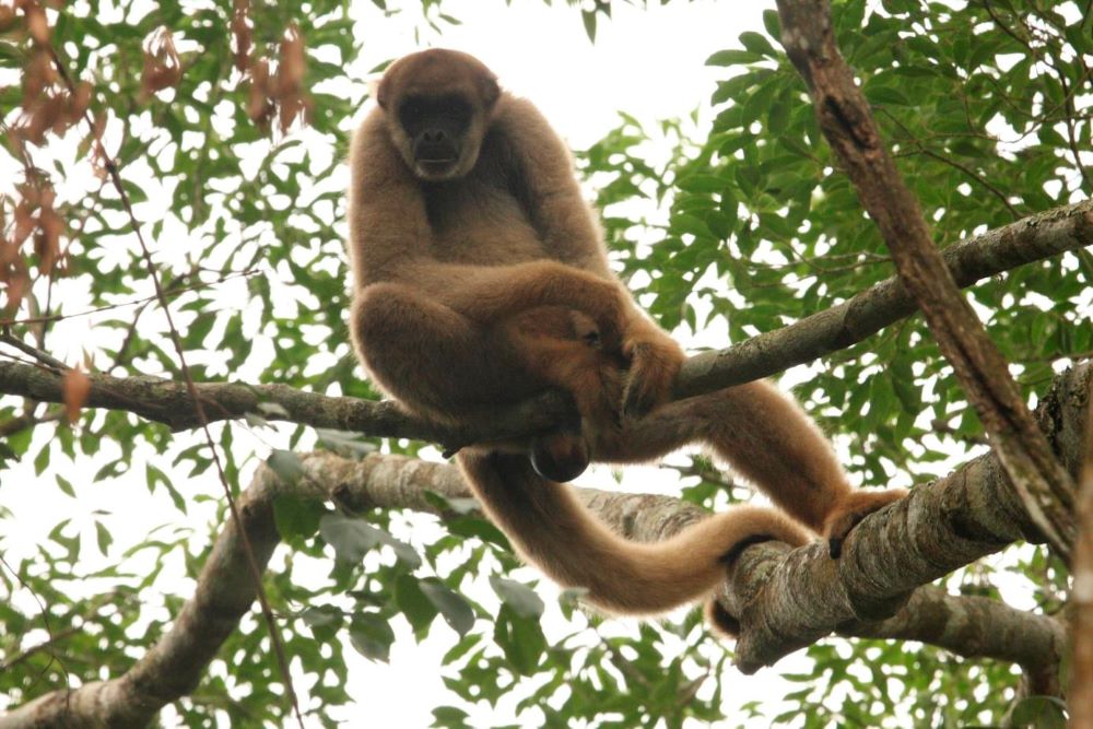 Alunos têm de ir a zoológico para conhecer espécie antes abundante na ...